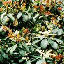 Pilocarpus Jaborandi